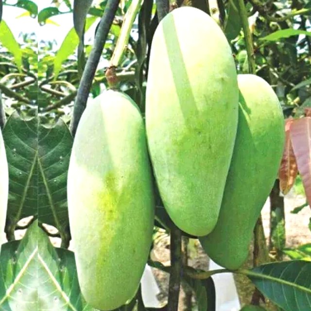 10 KG Nak Fazli Mango - bvhora house of exclusive leather crafts